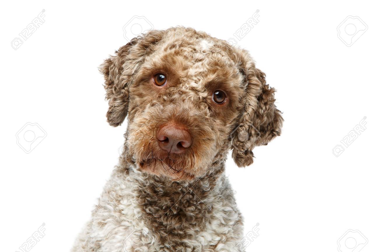It’s a Dog’s Life – Curtis Bausse
